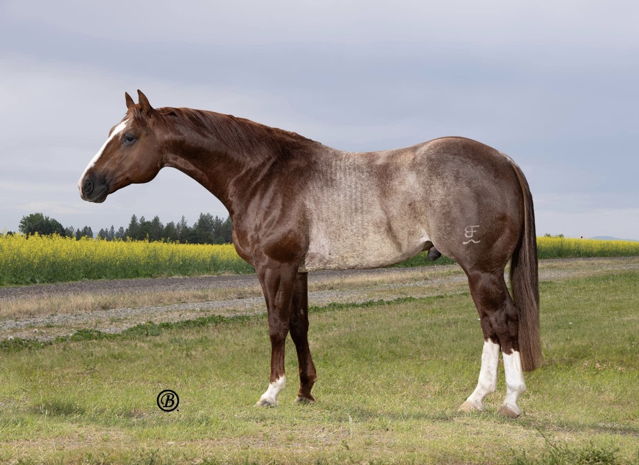 AQHA – Studbook